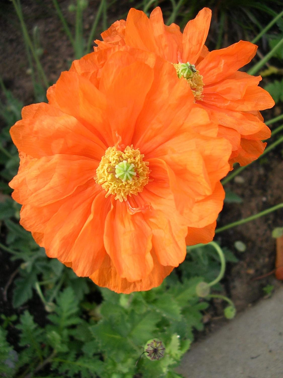 250 Papaver Poppy Flore Pleno Seeds - Rupifragum Atlanticum - Orange ...
