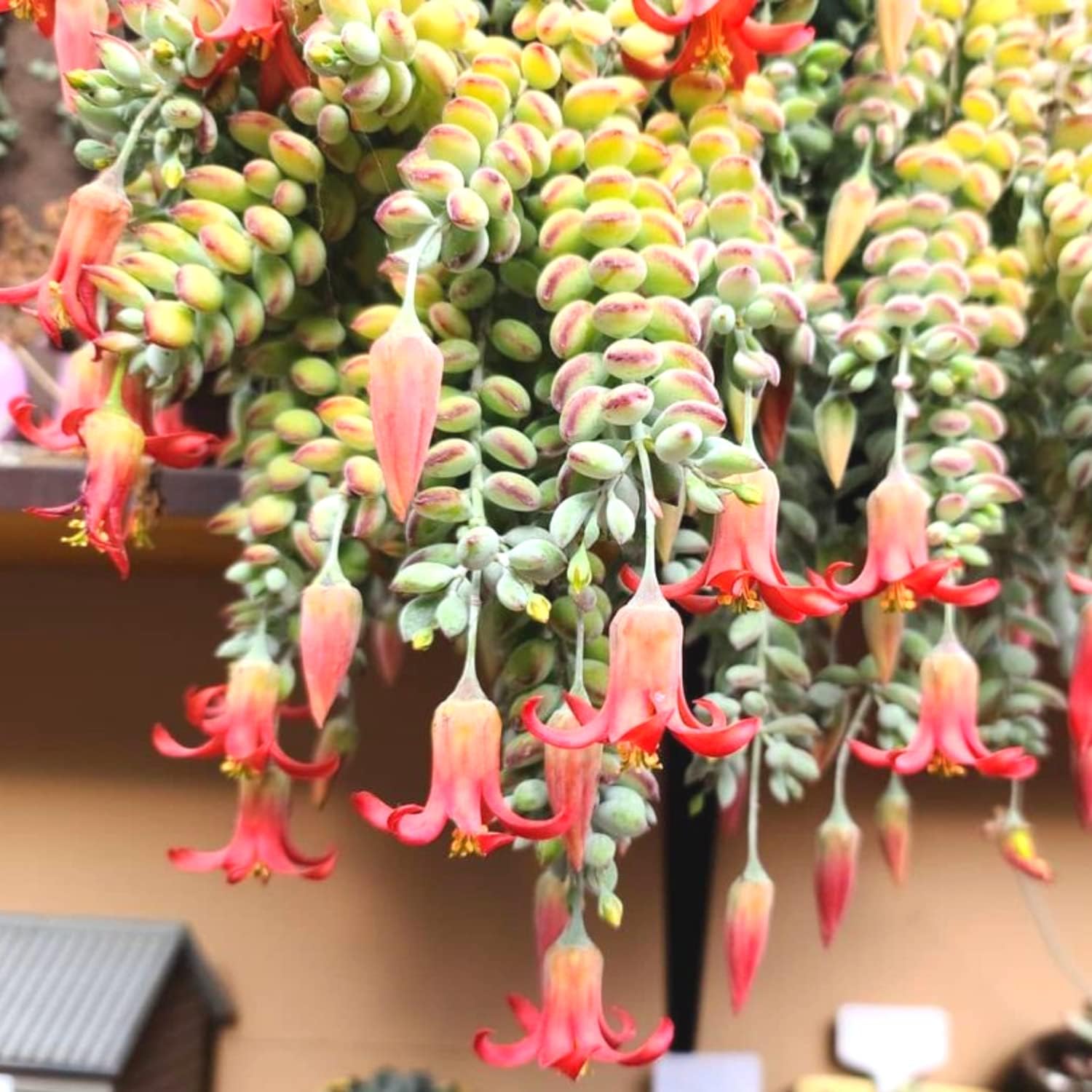 Amazon.com : 3 Fresh Cotyledon Pendens Succulents Cuttings for Indoors ...