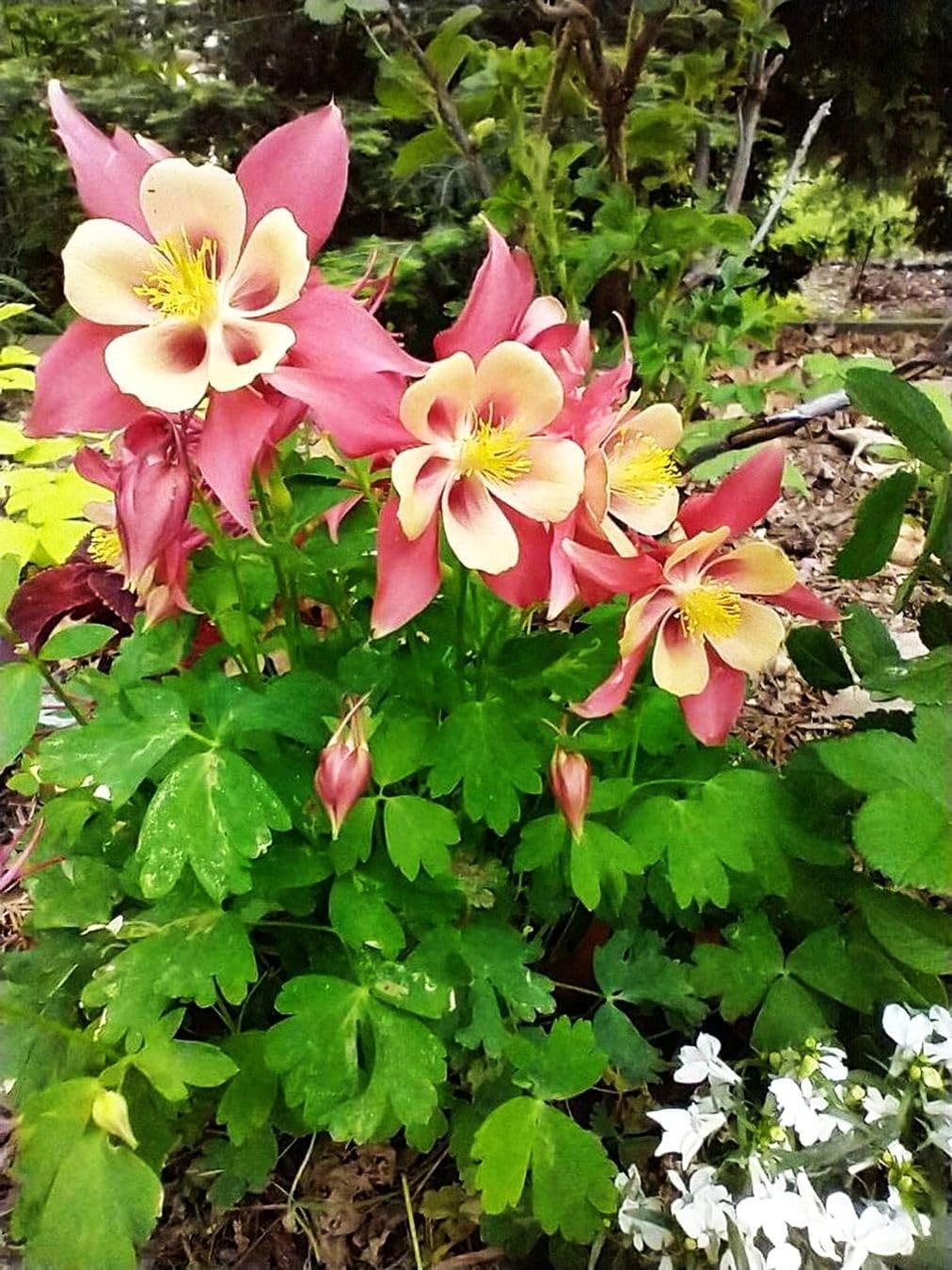 Amazon.com : Double Orange Yellow Columbine Seeds Perennial Low ...