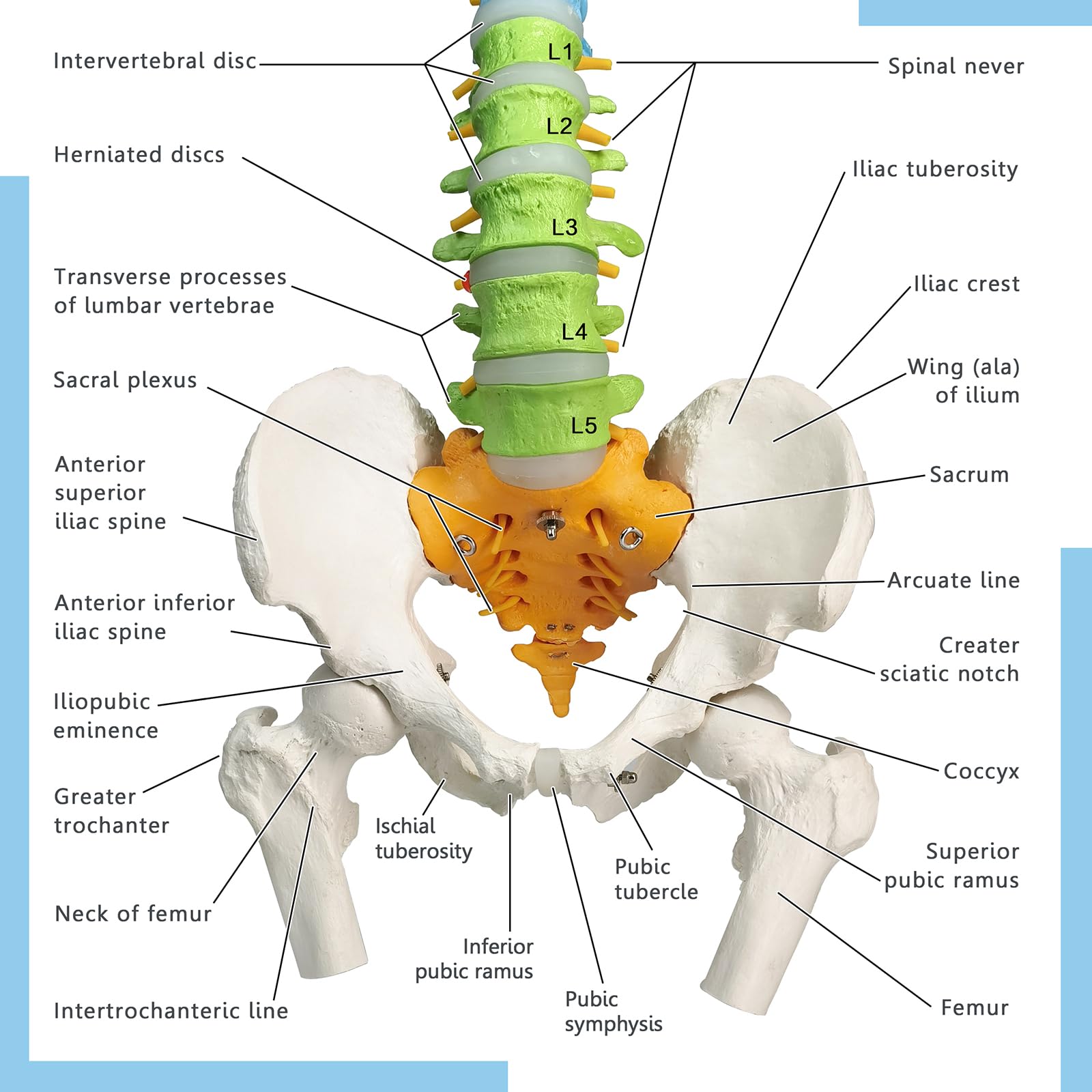 Lumbar Vertebrae Labeled L5 Vertebra The 5th Of The Lumbar Vertebrae