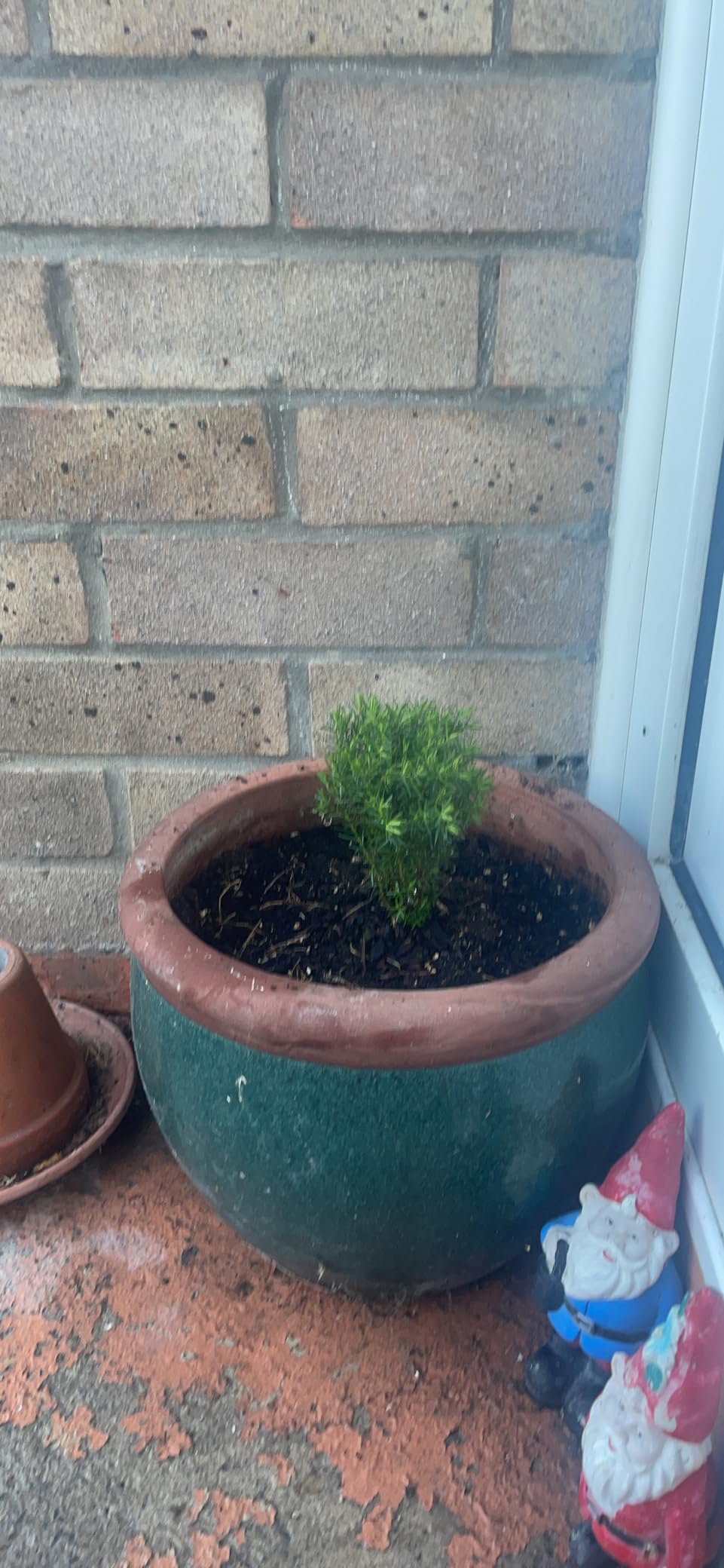 Thuja occidentalis 'Teddy' White Cedar Evergreen Garden Conifer Plant ...