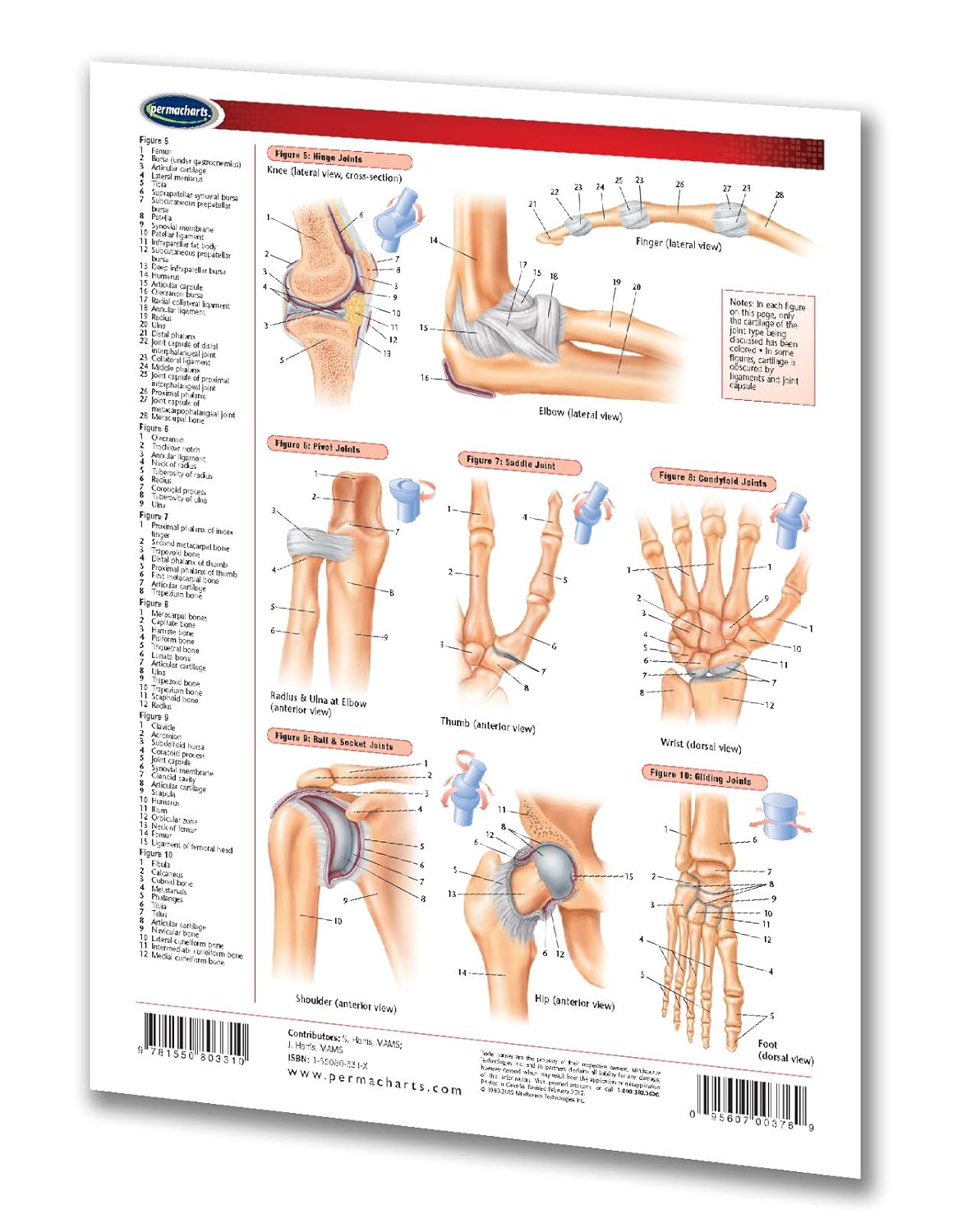 Medical Quick Reference Guide: Joints Articulations Philippines | Ubuy