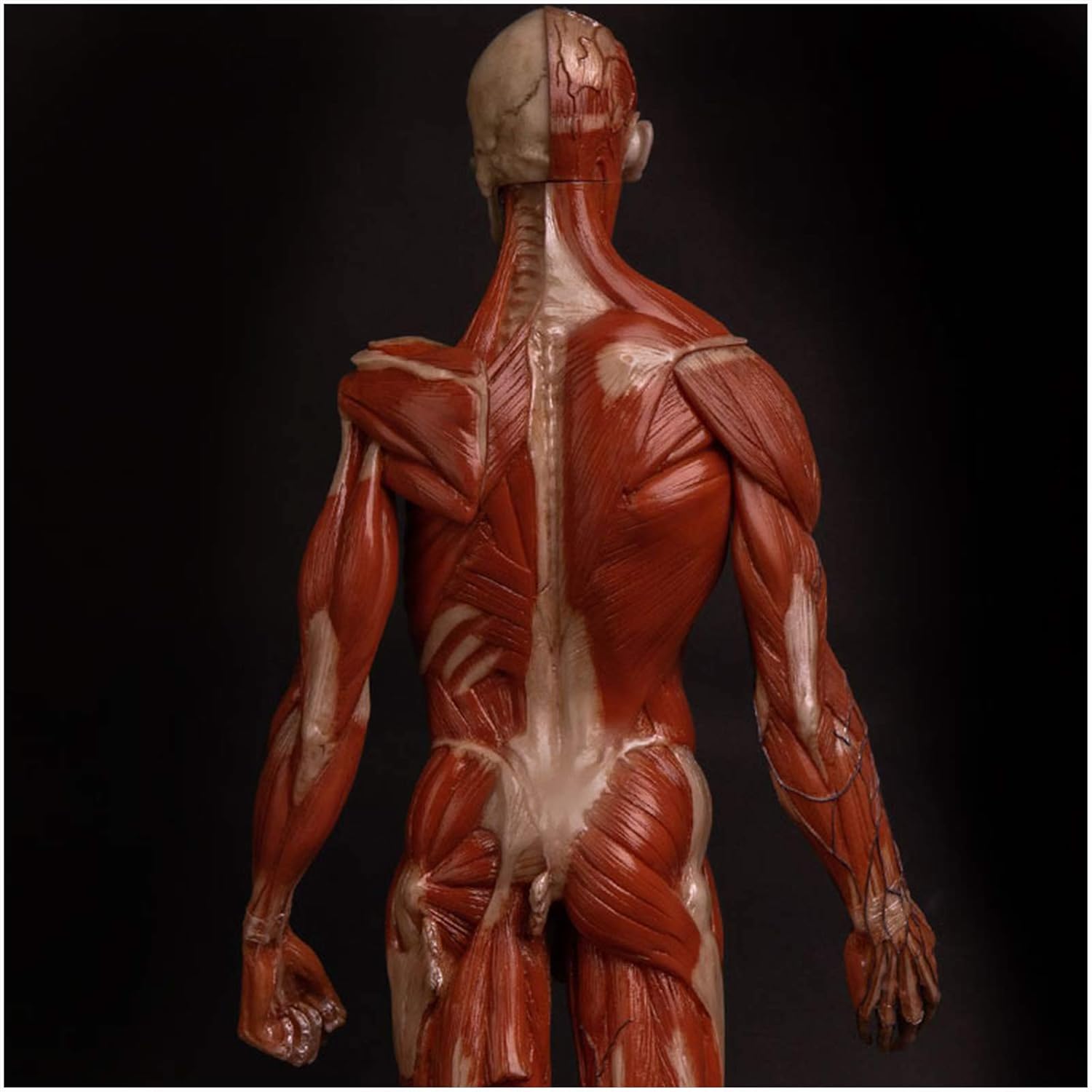 Amazon.com: 23.6 Inch Male Anatomy Figure - Human Muscle Skeleton ...