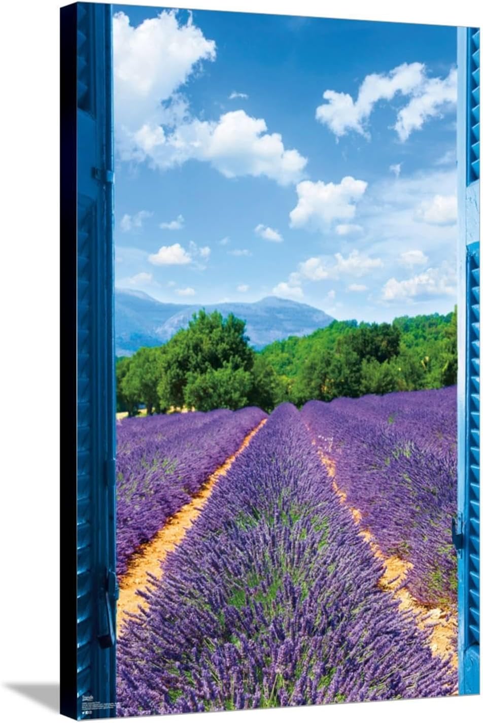Amazon.com: Trends International Lavender Field Wall Poster, 22.37" x ...