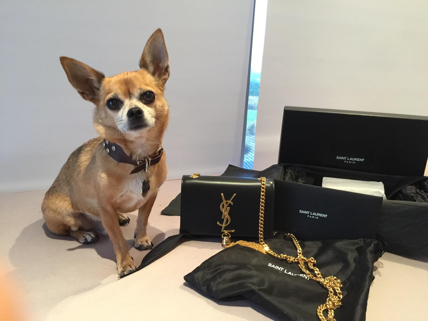 Amazon.com: Finding Gobi: The True Story of a Little Dog and an ...