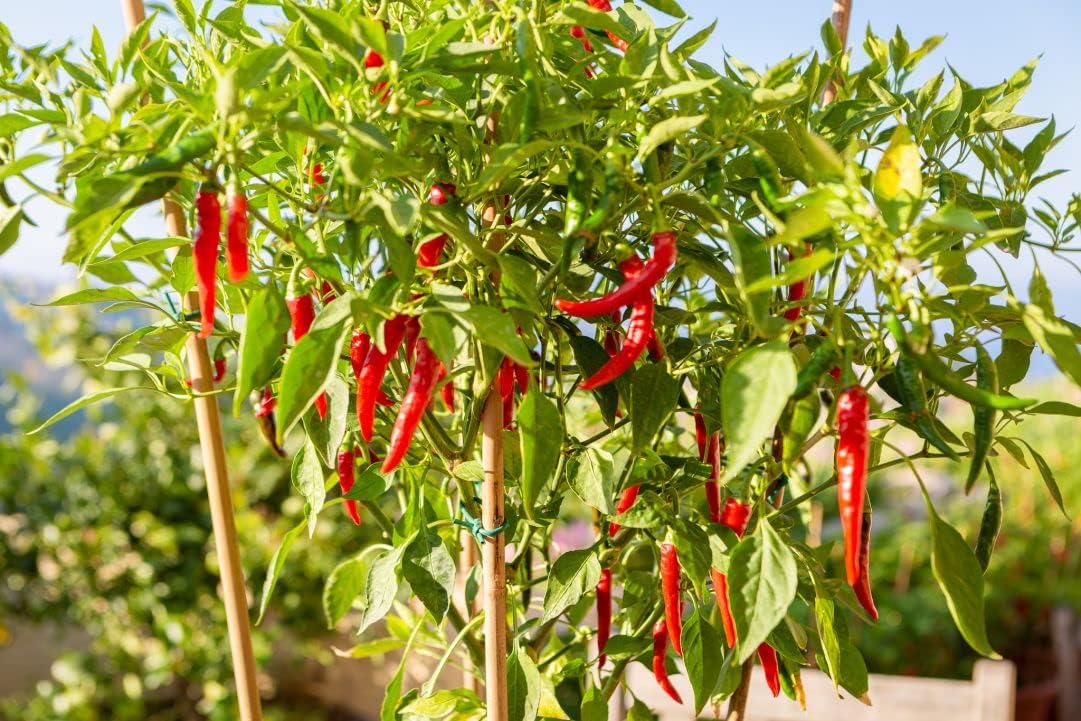 Scorpion F1 10 Chilli Seeds by CHILLLIESontheWEB - Pick and Mix Get 4 ...