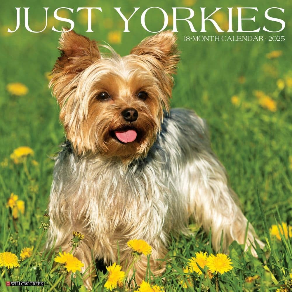 Amazon | Yorkies 2026 12 X 12 Wall Calendar | Willow Creek Press | Breeds