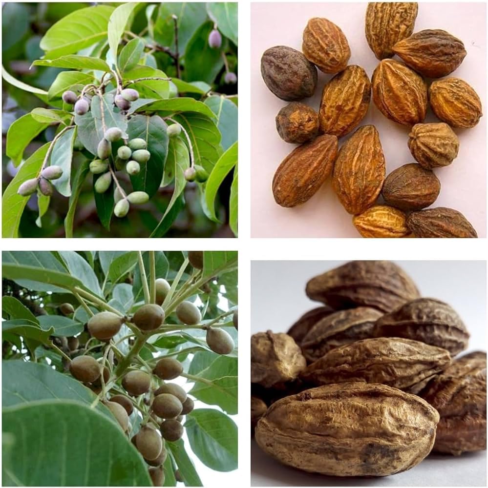 Myrobalan Tree Chebulic Myrobalan Farming In Detail | Chebulic