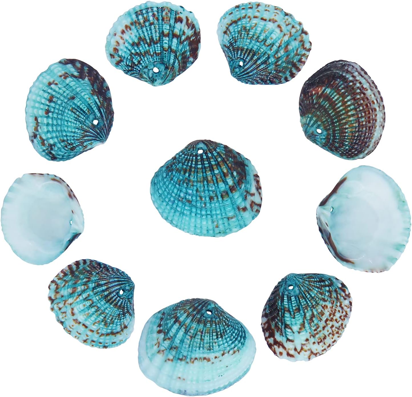 Amazon.com: Firstmeet 20pcs Natural Hand Painted Seashells Colorful ...