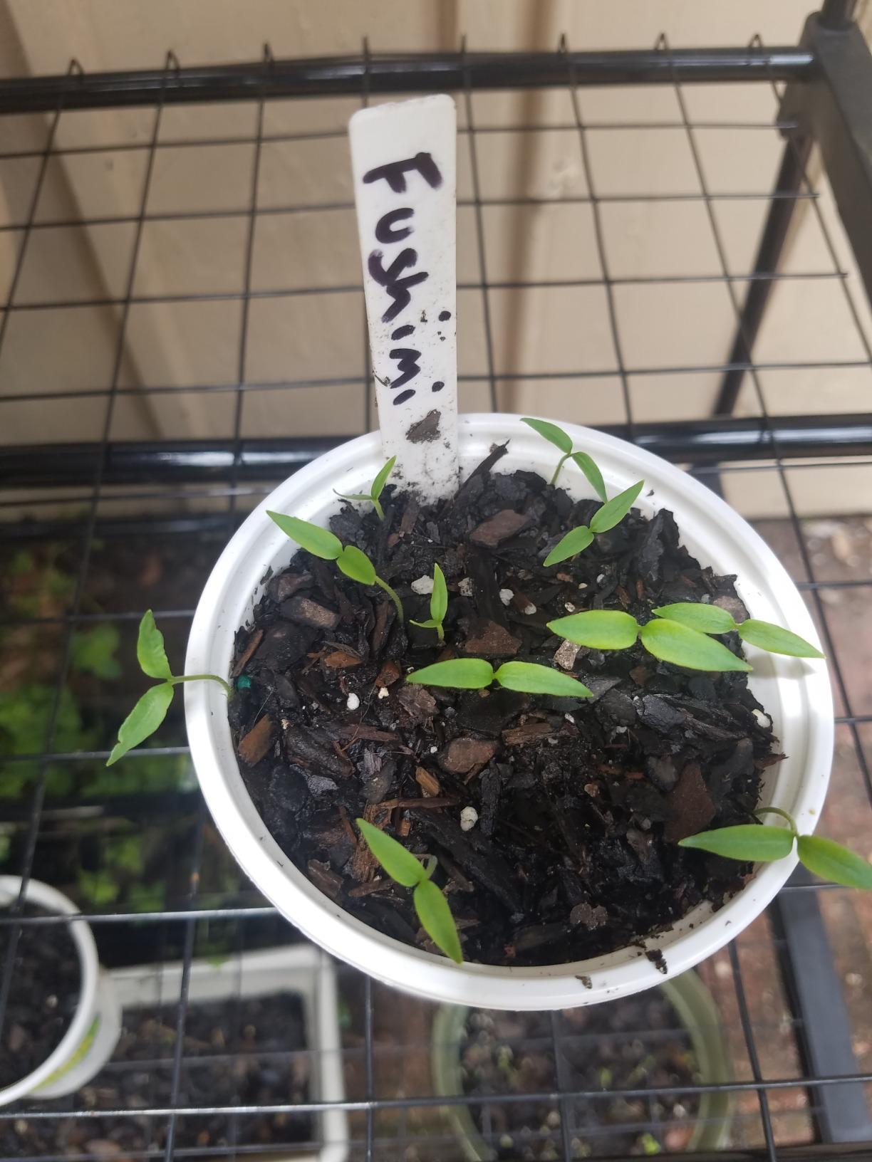 Amazon.com : Fushimi - Japanese Heirloom Sweet Pepper 10 Seeds - Non ...