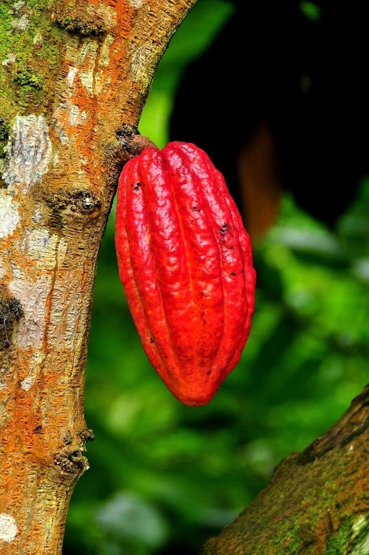 Amazon.com : Cacao Cocoa Chocolate Theobroma Fruit Tree Plant Potted ...