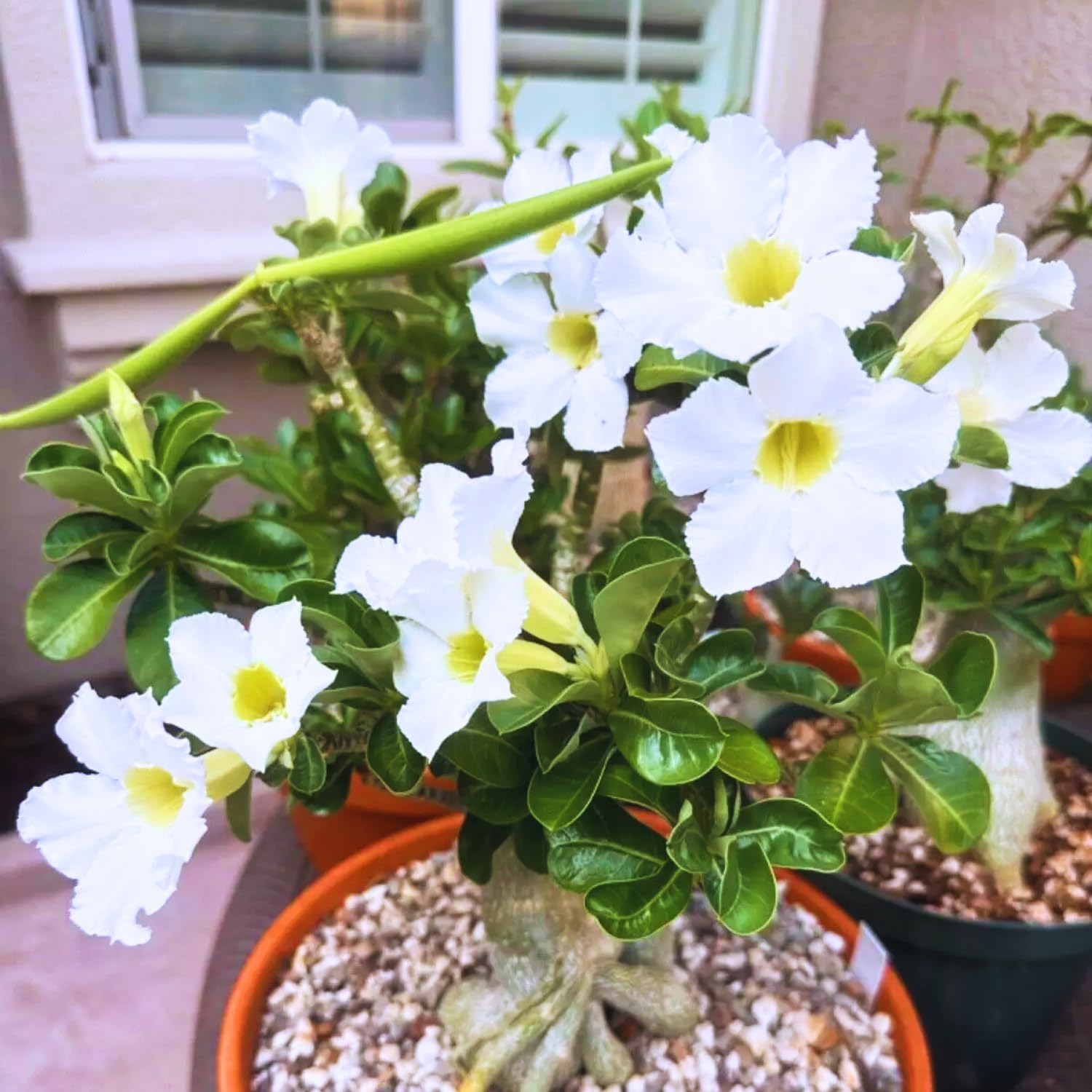 Amazon.com : White Desert Rose Plant 4 to 5 Inches Height, Adenium ...