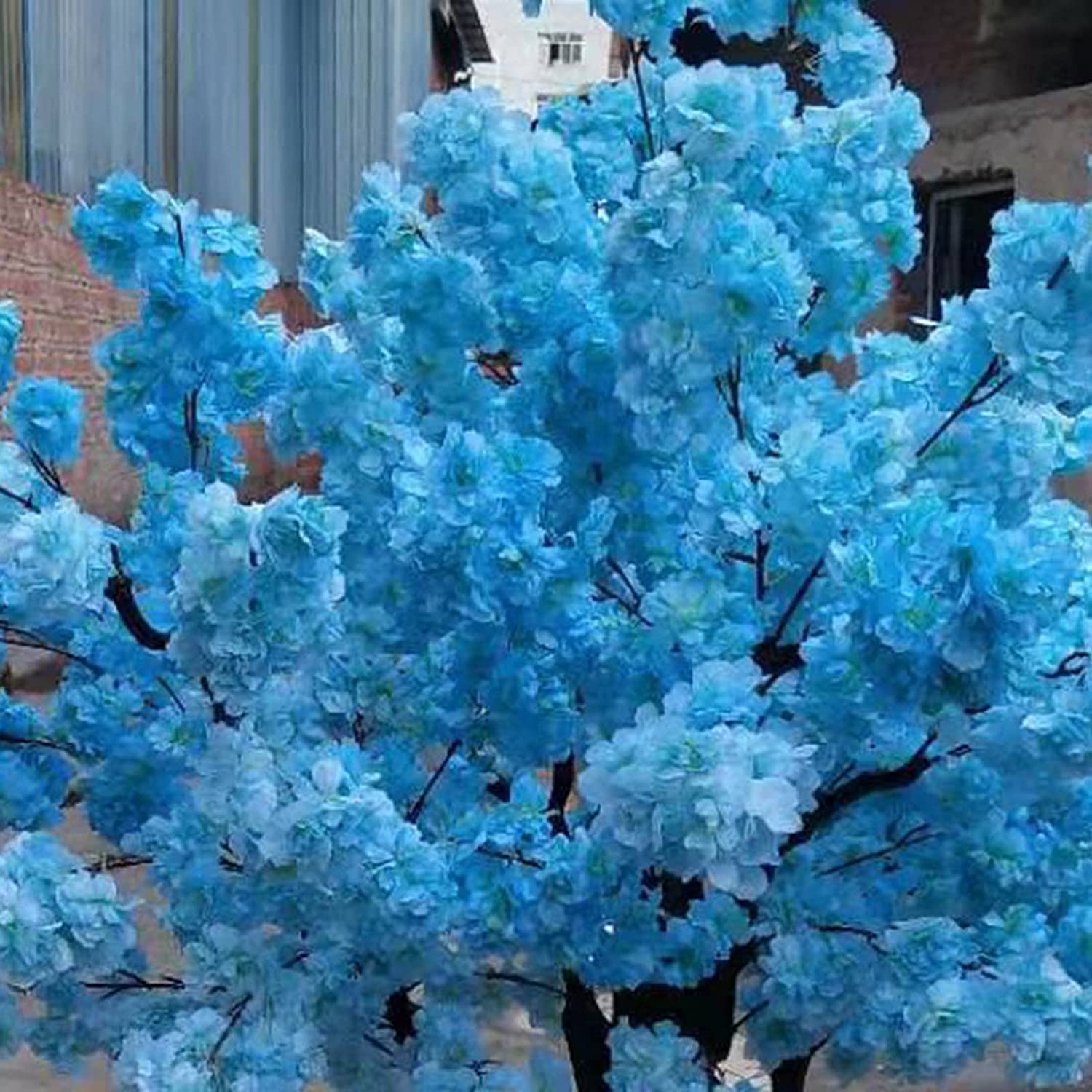 Blue Cherry Blossom Japan The Best Spots To See Cherry Blossoms Around