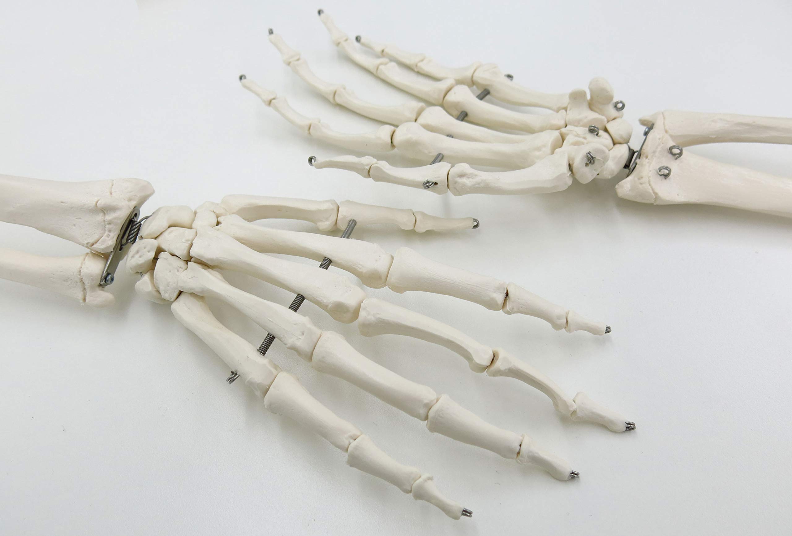 Buy 3B Scientific Human Anatomy Skeleton Model Fred - Flexible, On ...