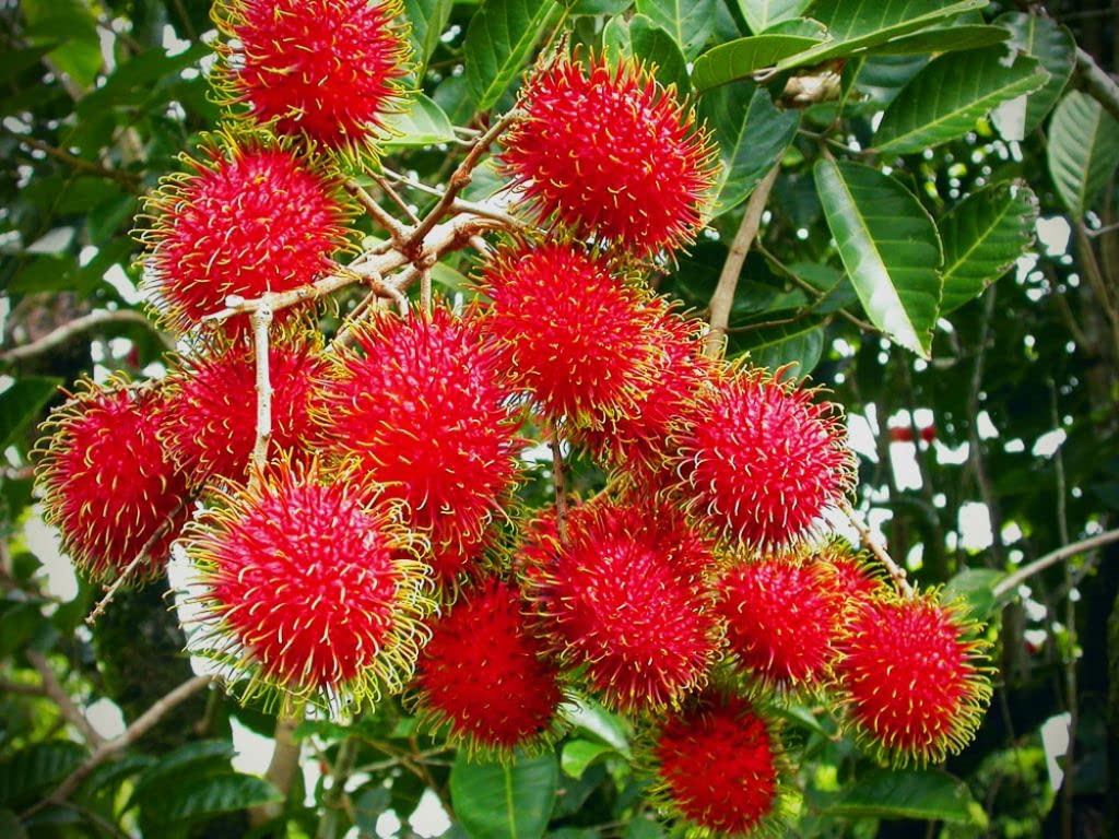 Athidhi Garden Hybrid Red Rambutan N18 Fruit Grafted 1 Year Fruiting ...