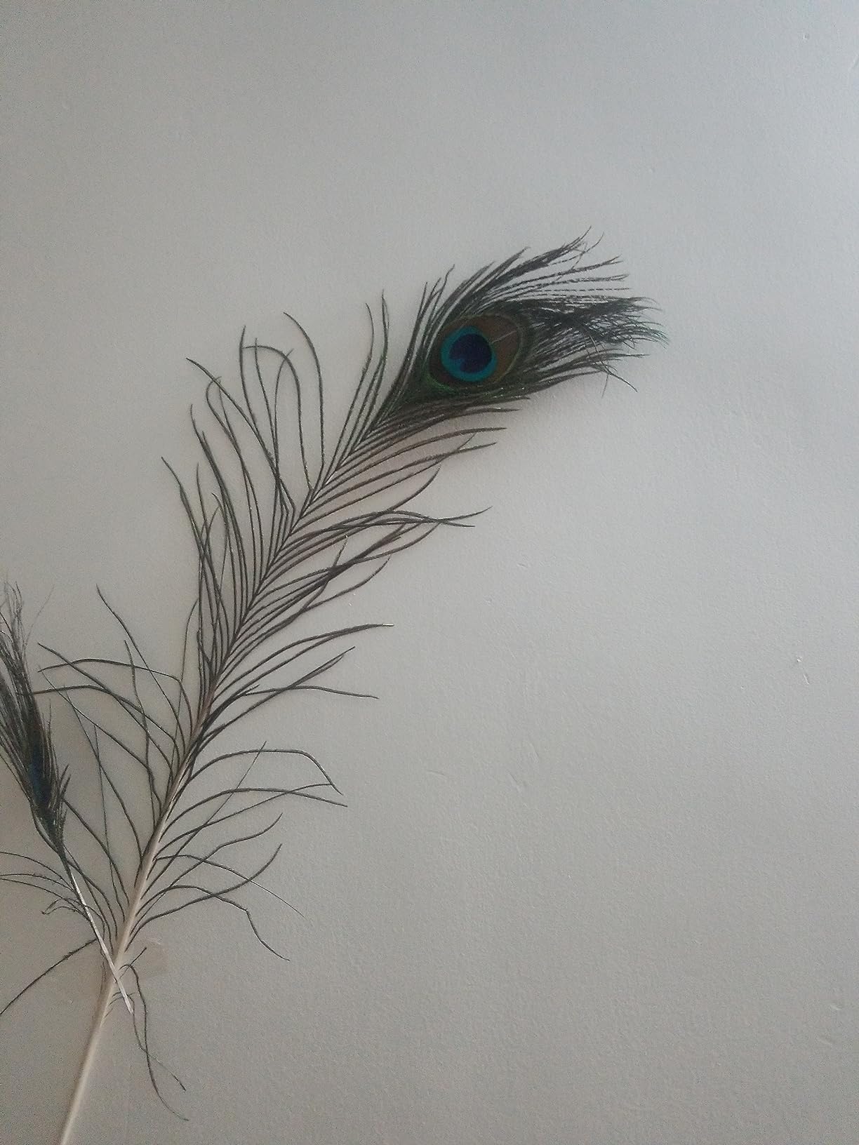 Buy RADHESH Creation & Jewellery 24 inch Natural Peacock Feather (Mor ...