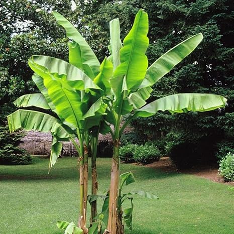 Vixenssell Live Grand nine G9 Banana Fruit Plant Kela Tree : Amazon.in ...