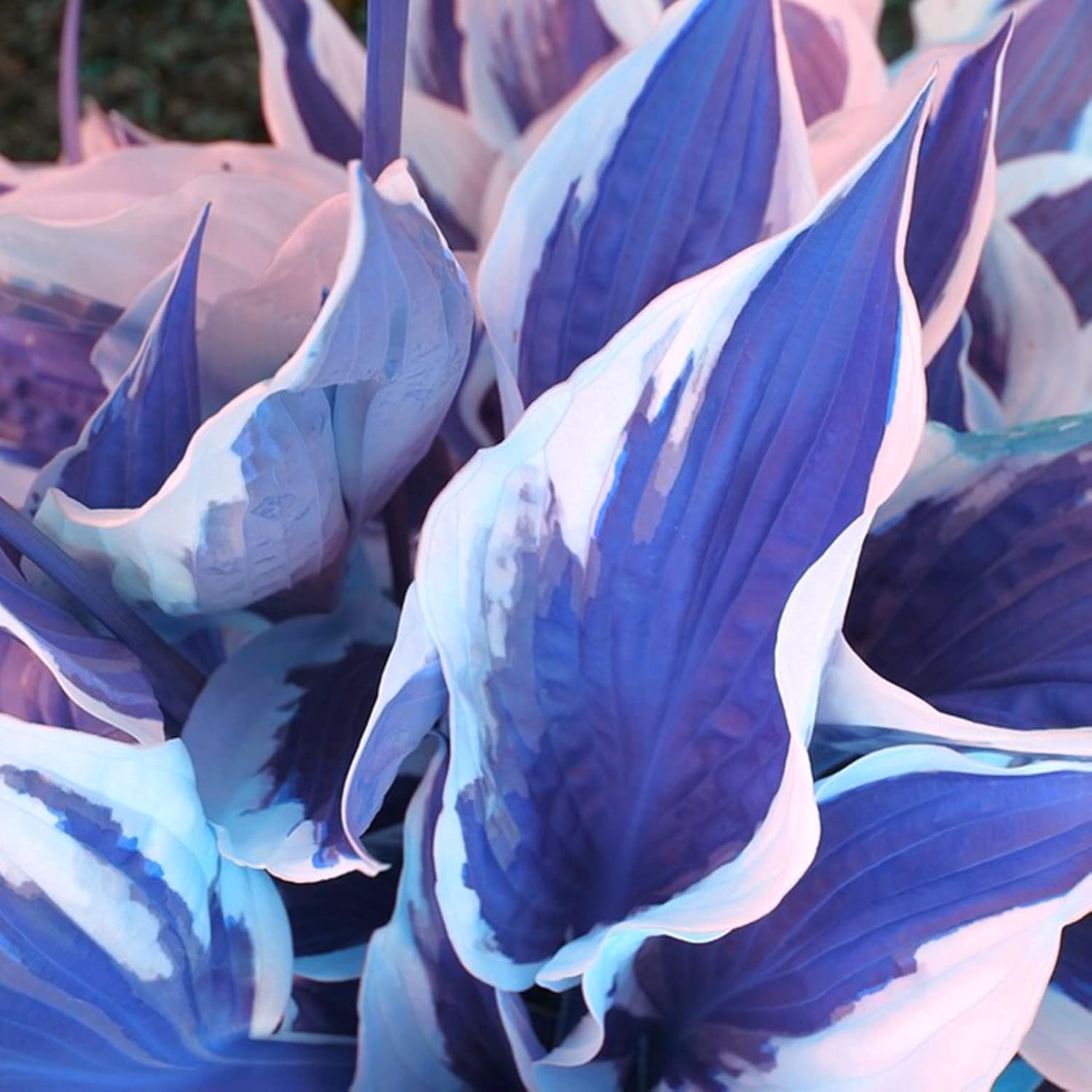 Hosta Zwiebeln,Seltene Pflanze,Gartenblühende Pflanze,Hosta Pflanze ...