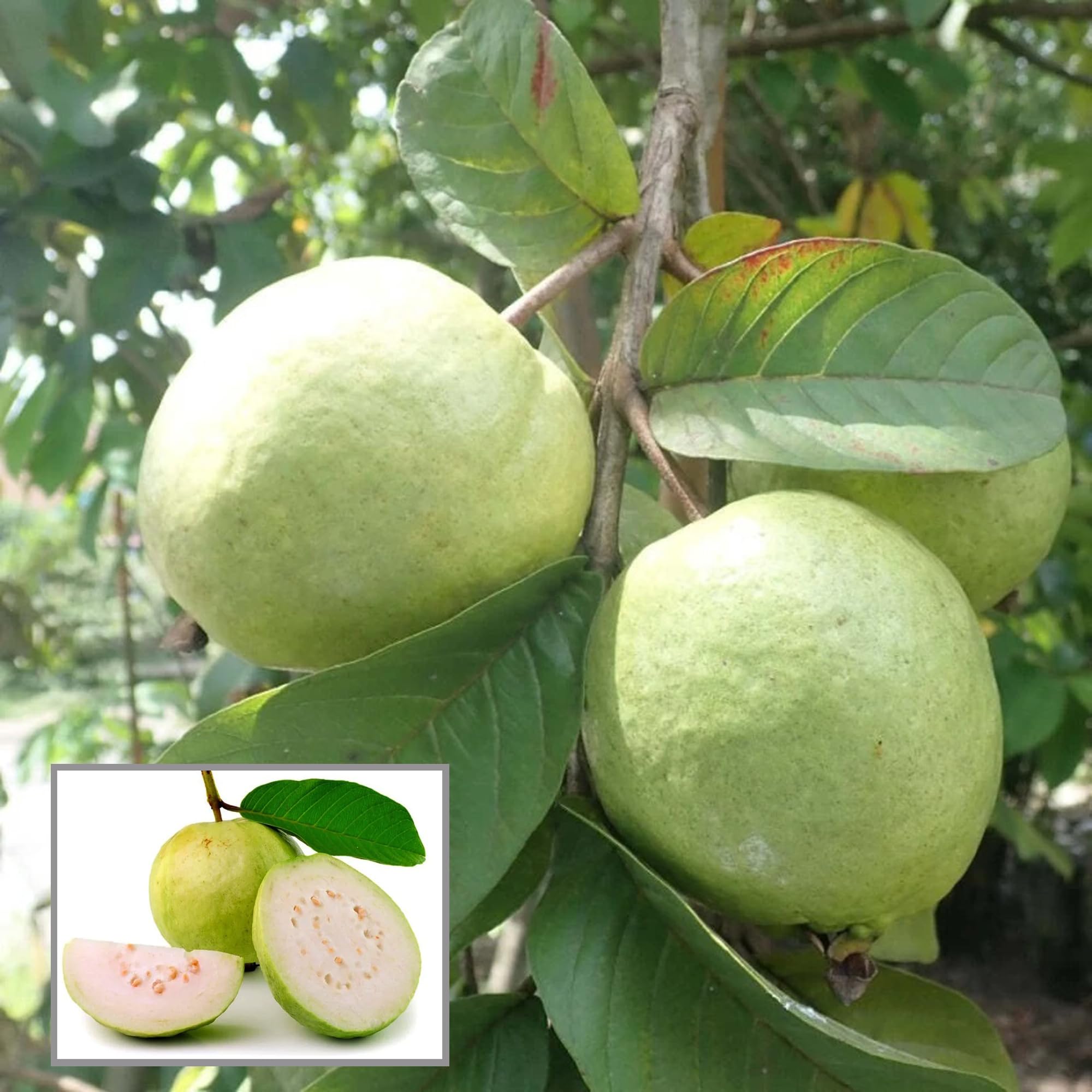 HAPING Allahabad Safeda Guava Amrood Layering/Grafted Fruit Live Plant ...