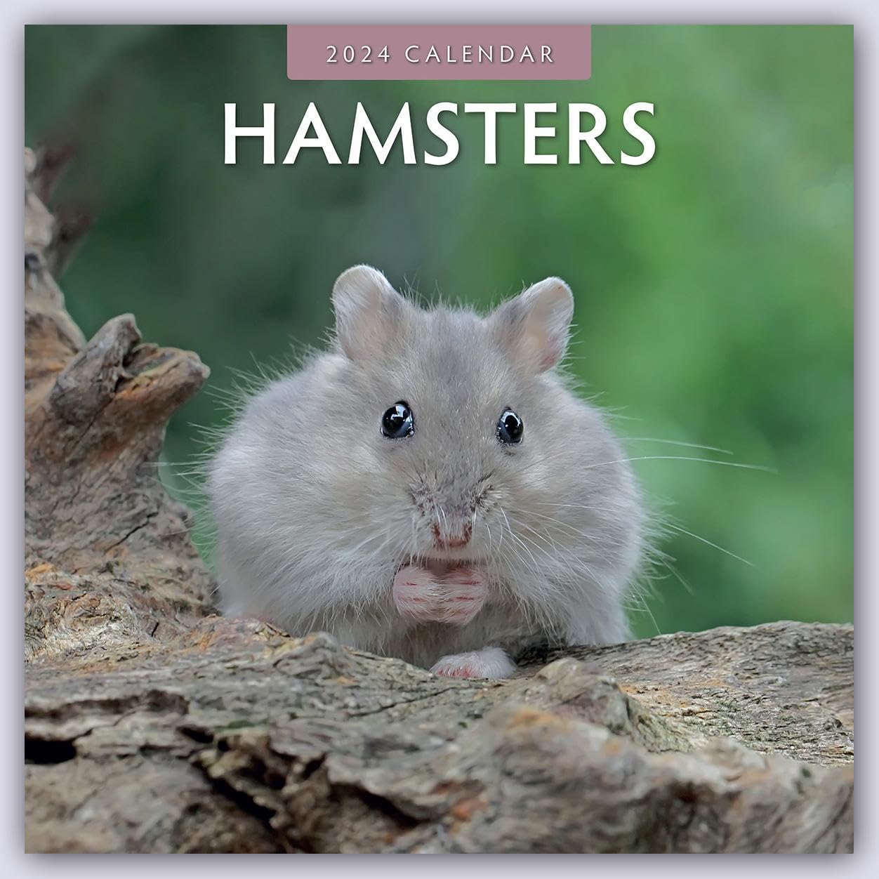 Hamsters 2024 Square Wall Calendar : Red Robin Publishing Ltd.: Amazon ...