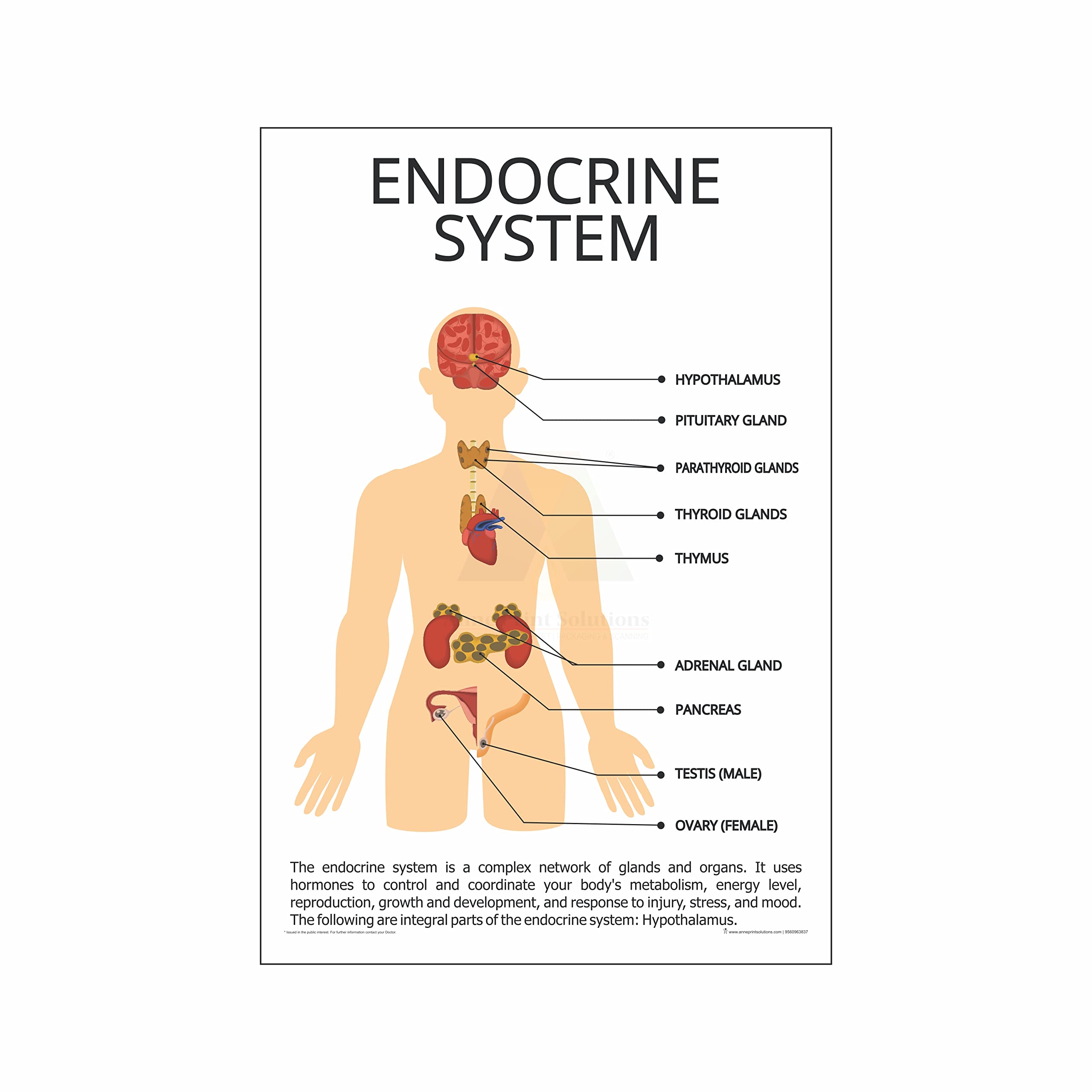 Endocrine System Not Labeled The Endocrine System Anatomical Chart
