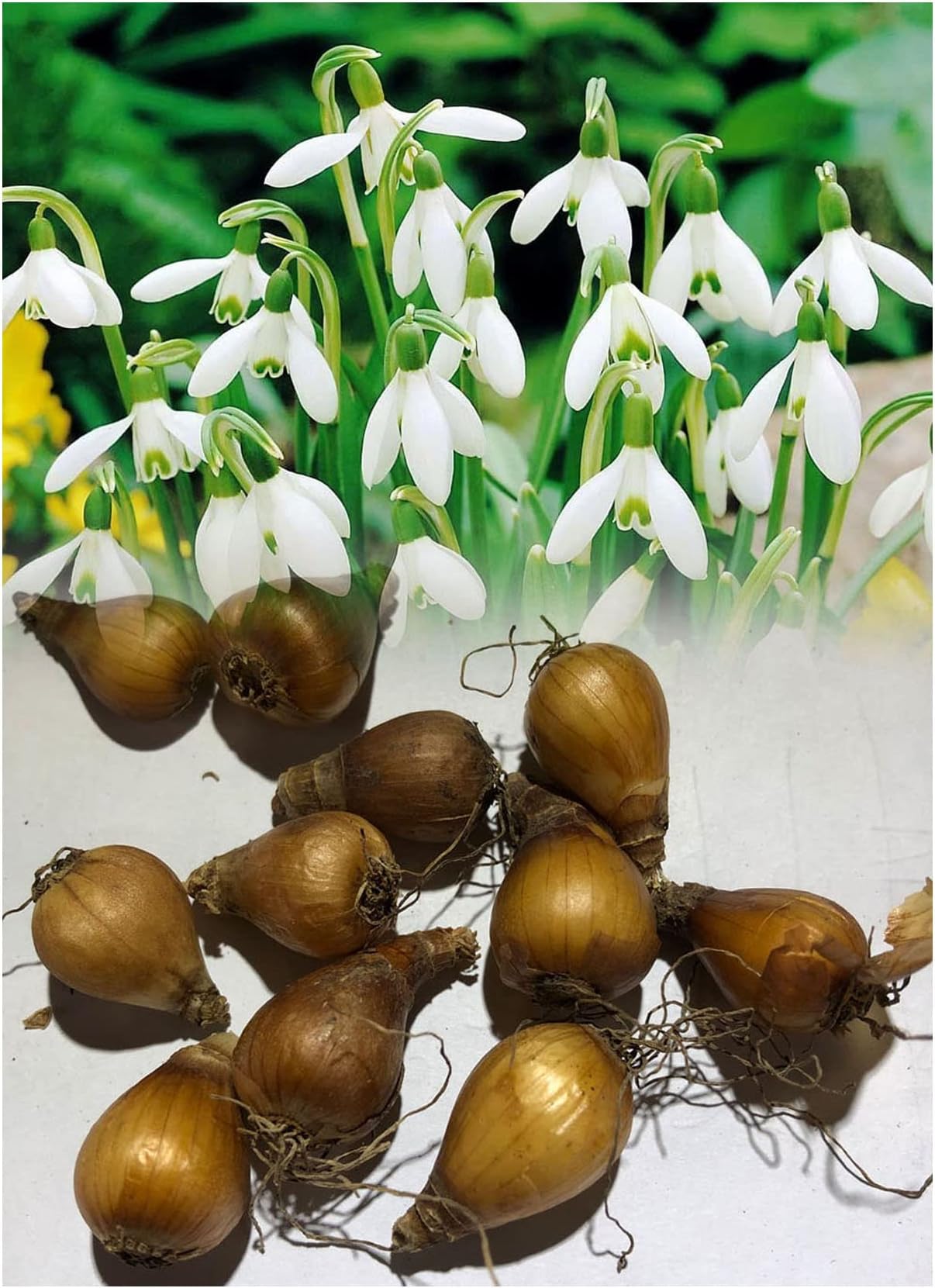 100 Snowdrop Bulbs"Galanthus Nivalis". Free UK P&P : Amazon.co.uk: Garden