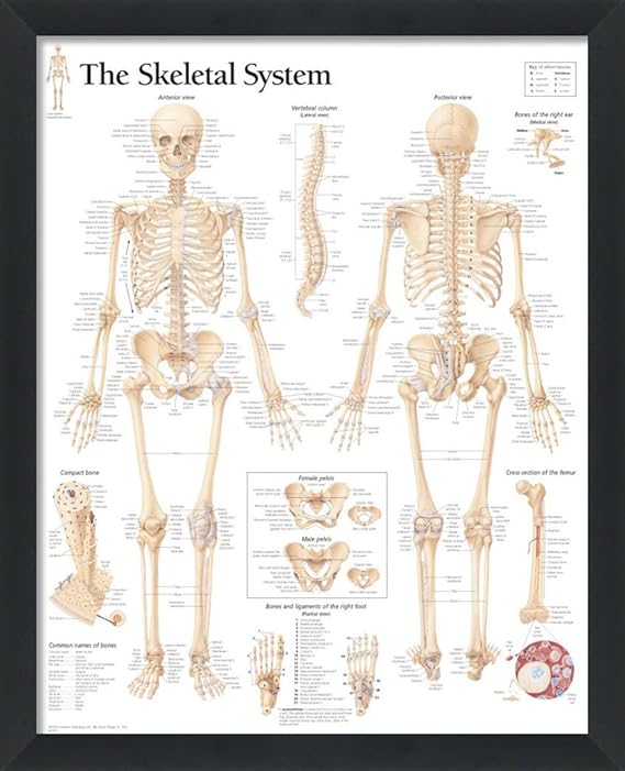 Amazon.com: wallsthatspeak Set of 2 Framed Muscular and Skeletal System ...
