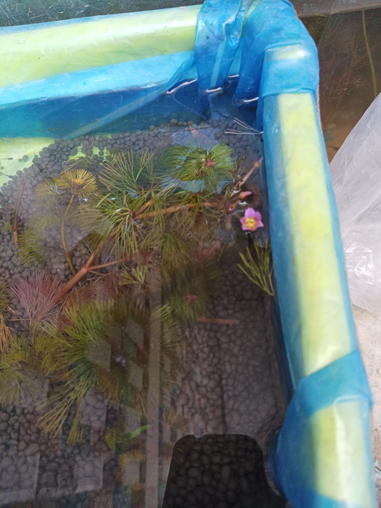 Red Cabomba (Cabomba Furcata) Aquarium Plant 10 Stem(AQA-PLT-CAB-RED ...