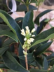 Amazon.com : Fragrant Princess Dwarf Tea Olive ( 'Kaori Hime' osmanthus ...