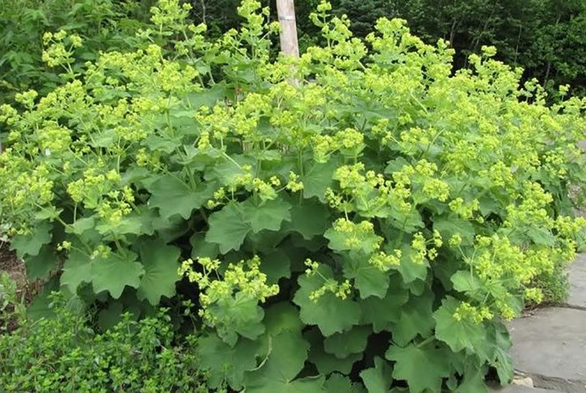 Amazon.com : Auslese Lady's Mantle Perennial - Alchemilla - Live Plant - Quart Pot : Patio, Lawn ...