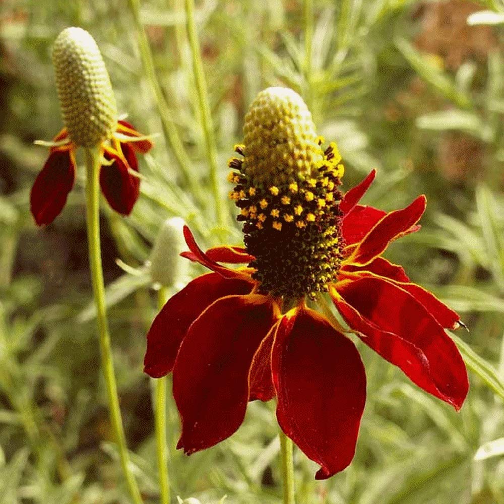 Ratibida Columnifera