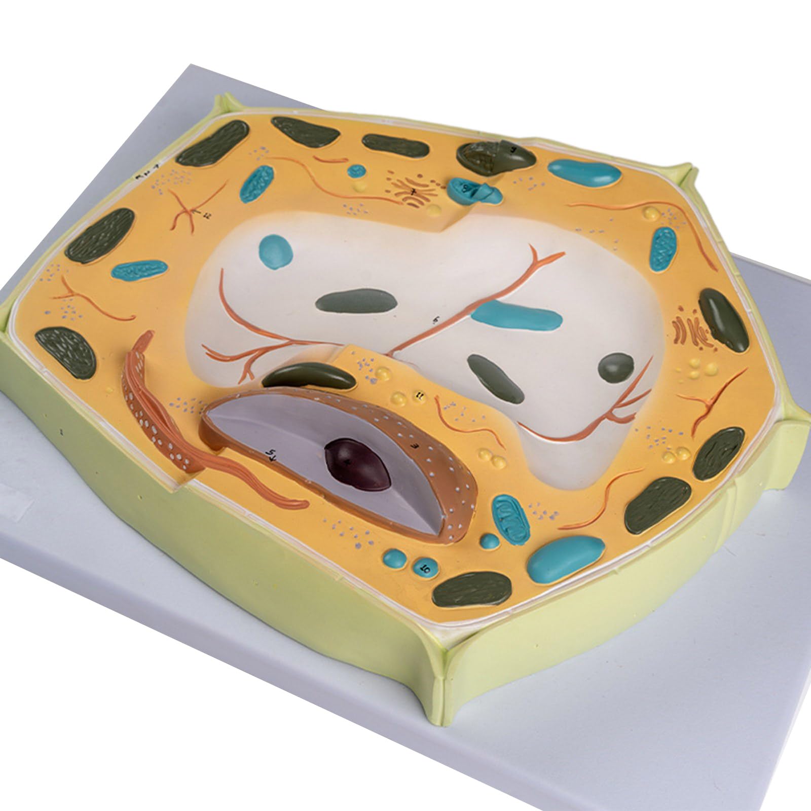 Pflanzenzellenmodell 3d Modell