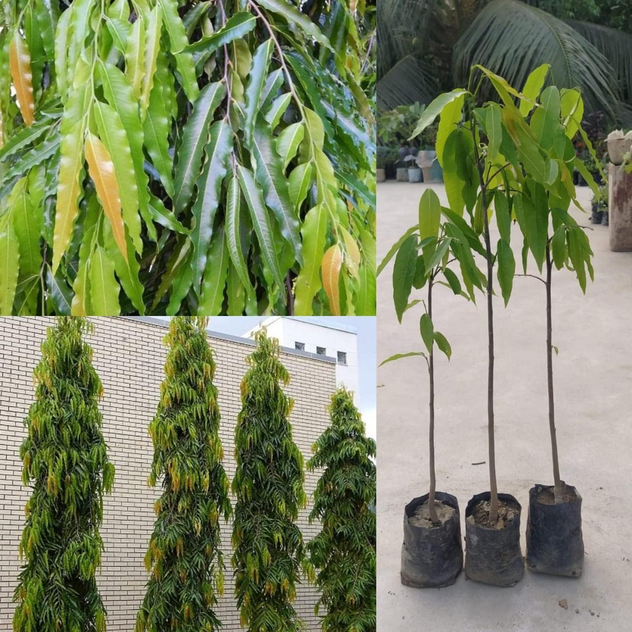 SEEDTREES Ashok Plant Saraca Asoca Ashoka (Pendula) Long Tree Plant ...