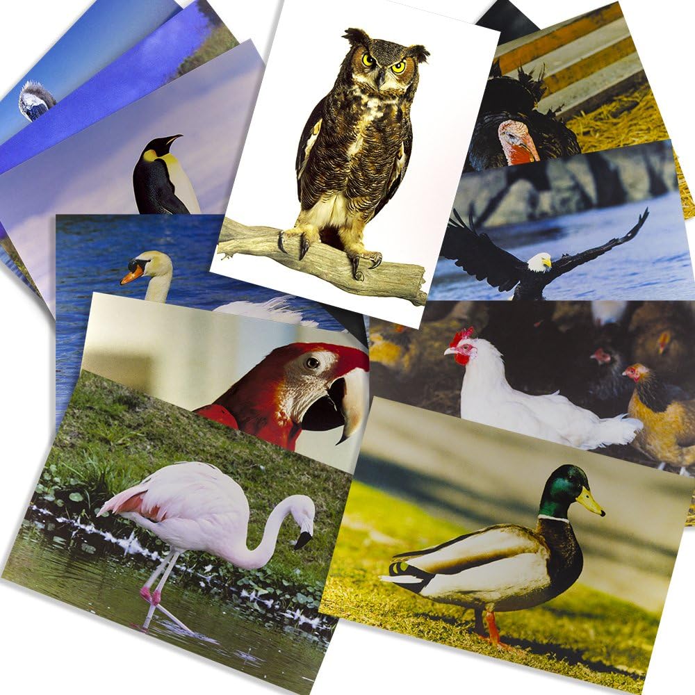 Stages Learning Materials Birds Posters for Education Classroom Real ...