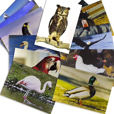 Stages Learning Materials Birds Posters for Education Classroom Real ...