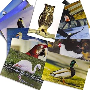 Stages Learning Materials Birds Posters for Education Classroom Real ...