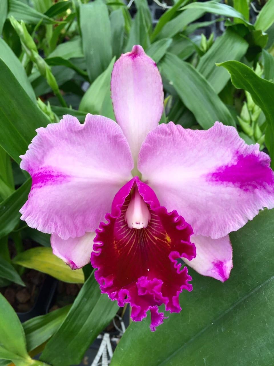 Amazon.com: Large, blooming size Cattleya Martha Stewart orchid : Patio ...