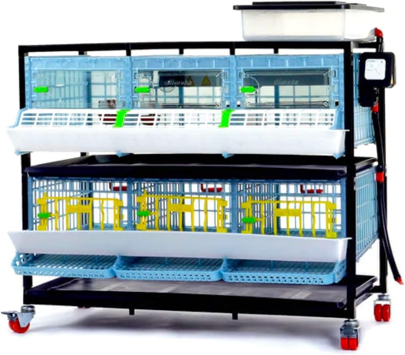 Amazon.com: Quail Starter Kit : Patio, Lawn & Garden