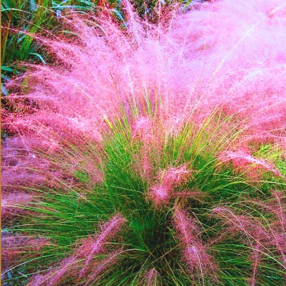 Amazon.com : 3 Pink Muhly Grass Live Plants, Pink Muhly Grass Plants in ...
