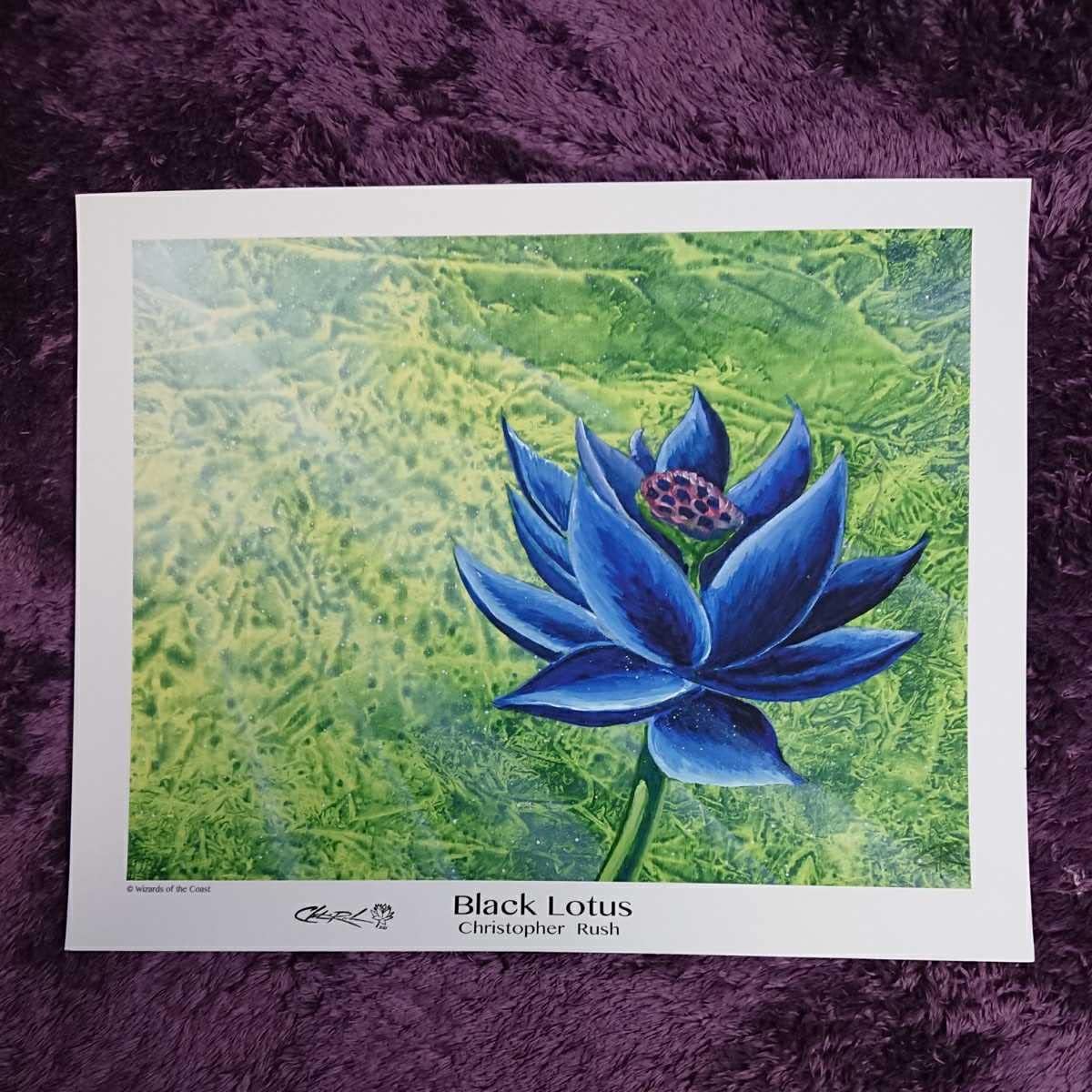 Amazon.co.jp: 大判《Black Lotus》Christopher Rush 証明書付 サインスタンプ入り アートプリント/複製 ...