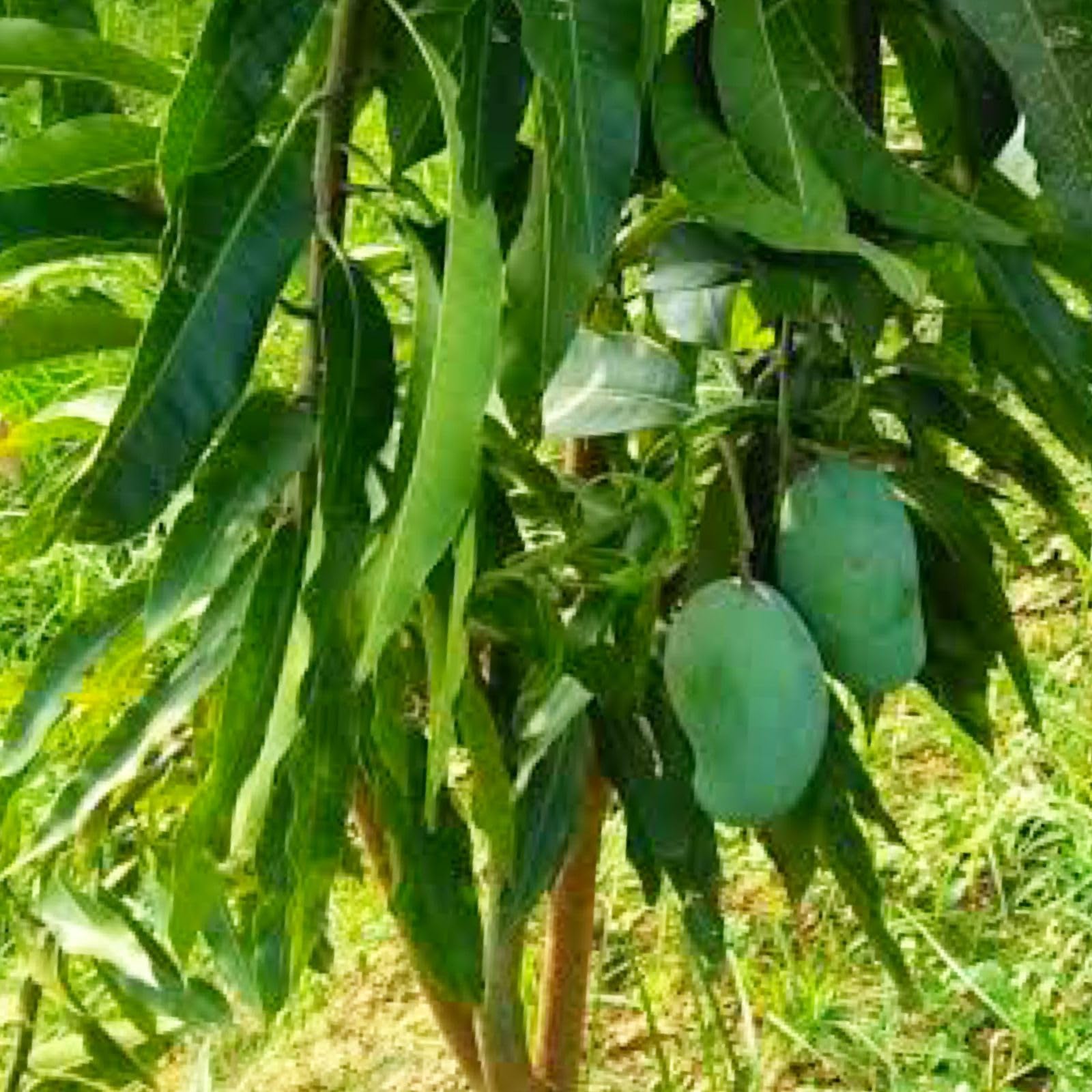 VENUS-ONLINE Tasty Mango Fruit One Grafted Healthy Live Plant - Variety ...