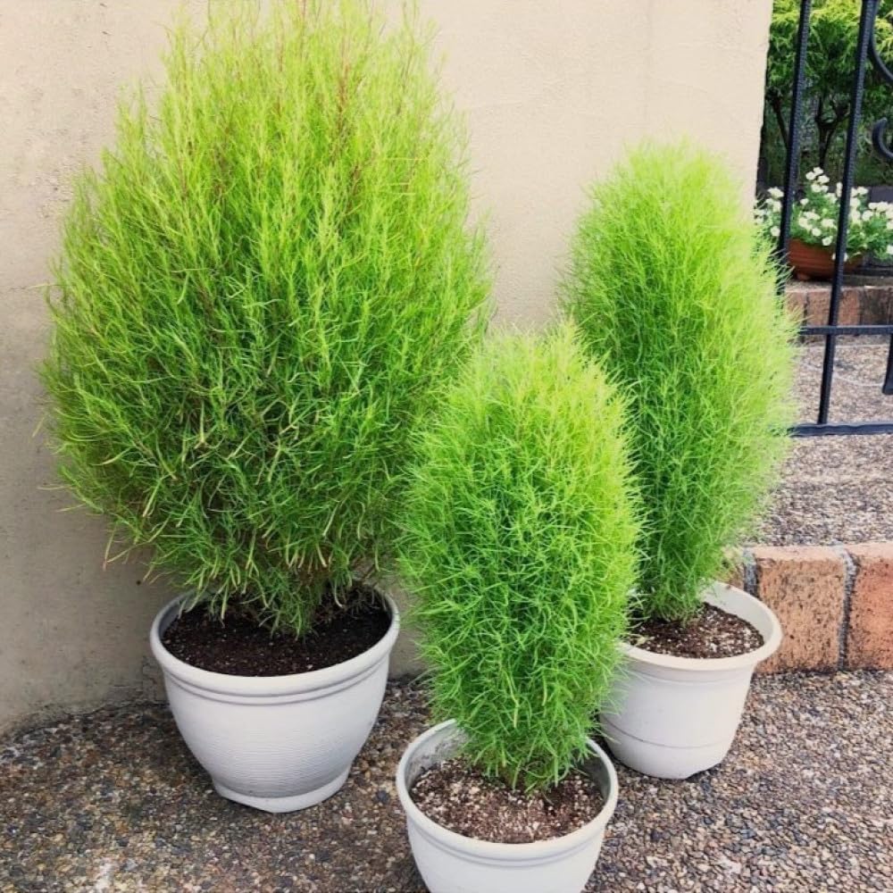 Amazon.com : KIRA SEEDS - Seeds Summer Cypress Burning Bush - Kochia ...