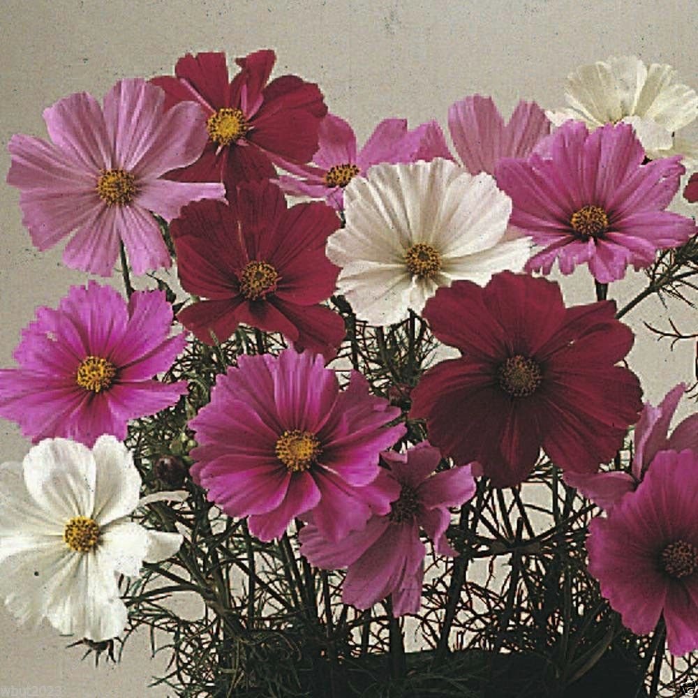 Amazon.com : Cosmos Flowers Seed (Cosmos Dwarf Sensation Mix )1000 Seed ...