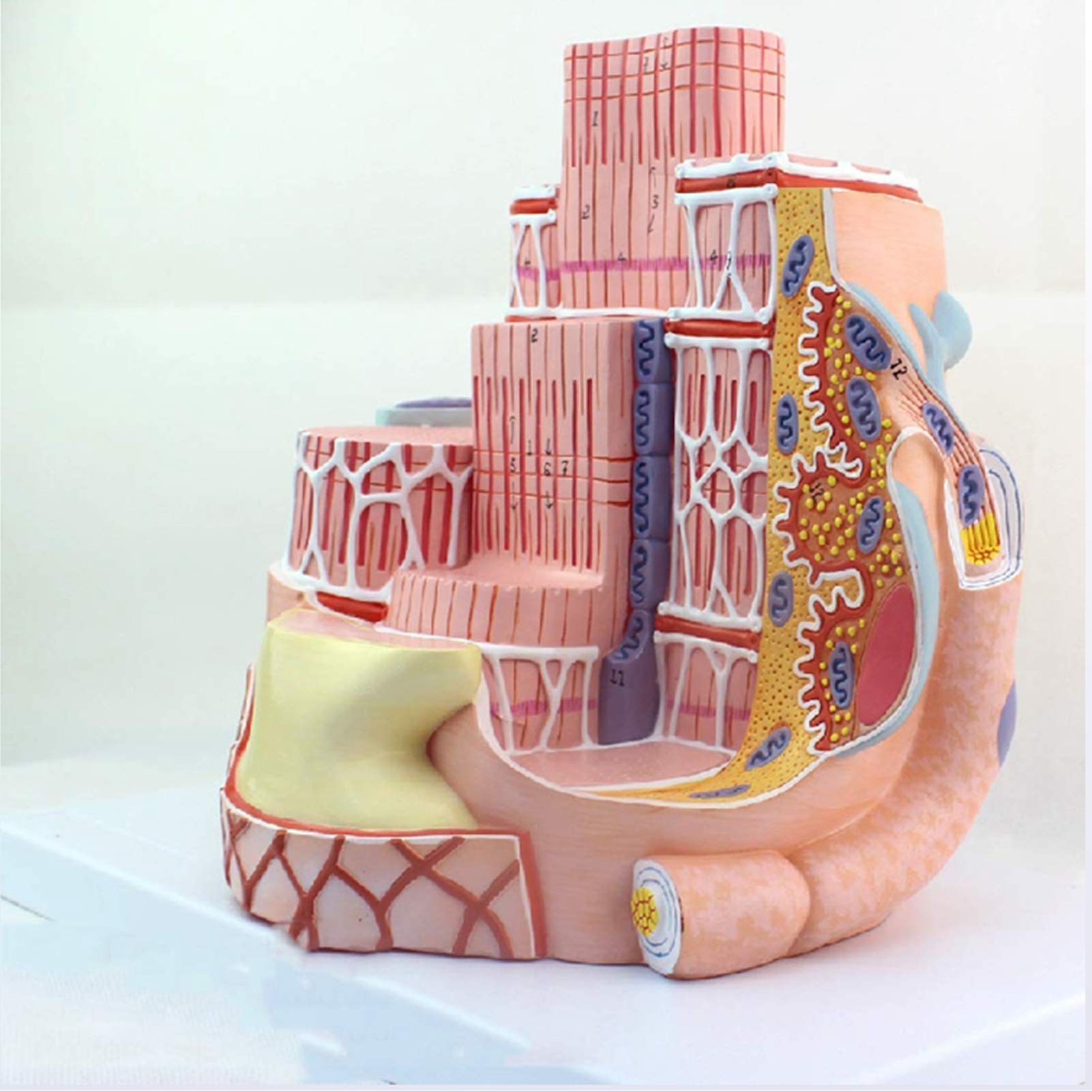 Buy XYXZ Anatomy Model 40000X Magnification Human Skeletal Muscle Fiber ...