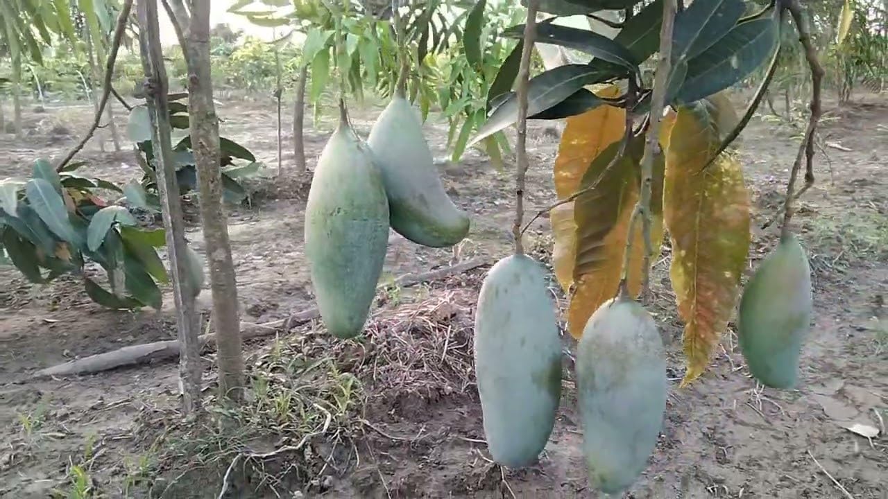 ONLINE PLANT BAZAR Three Test Mango Plant Thai Variety Grafted Live ...