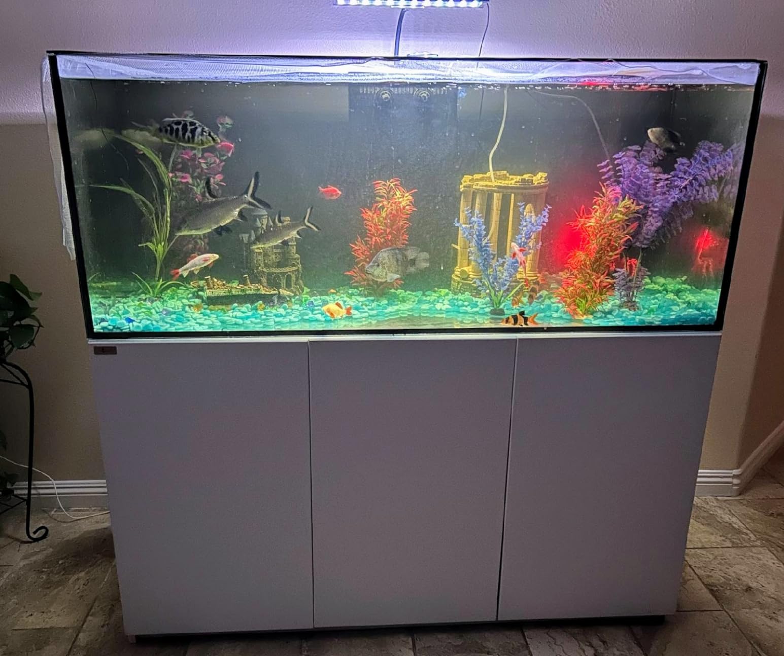 $225/mo - Finance 250 Gallon Coral Reef Aquarium Tank Premium Tempered ...
