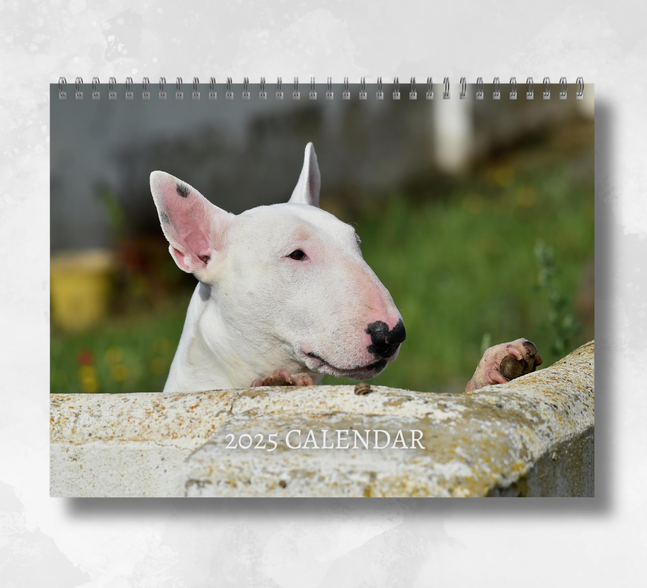 Amazon.com: Bull Terrier Calendar 2025: Monthly Wall Calendar with ...