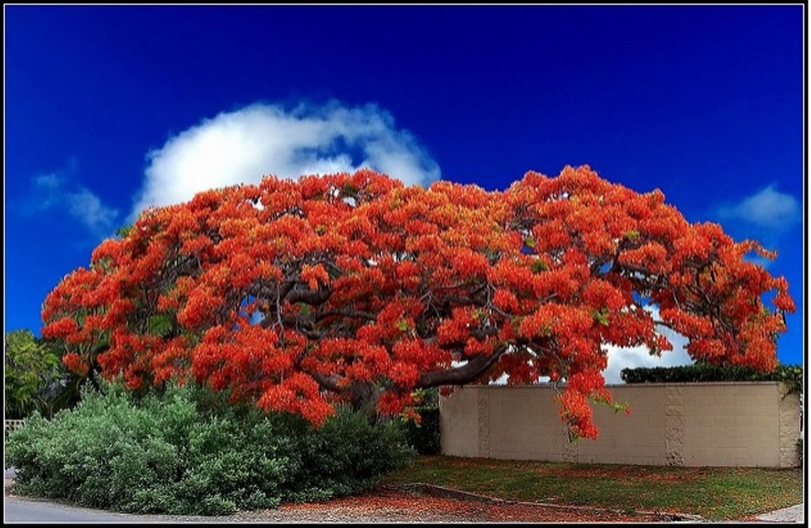 Blue Flamboyant Tree Royal Poinciana Flamboyant Tree Flame Tree
