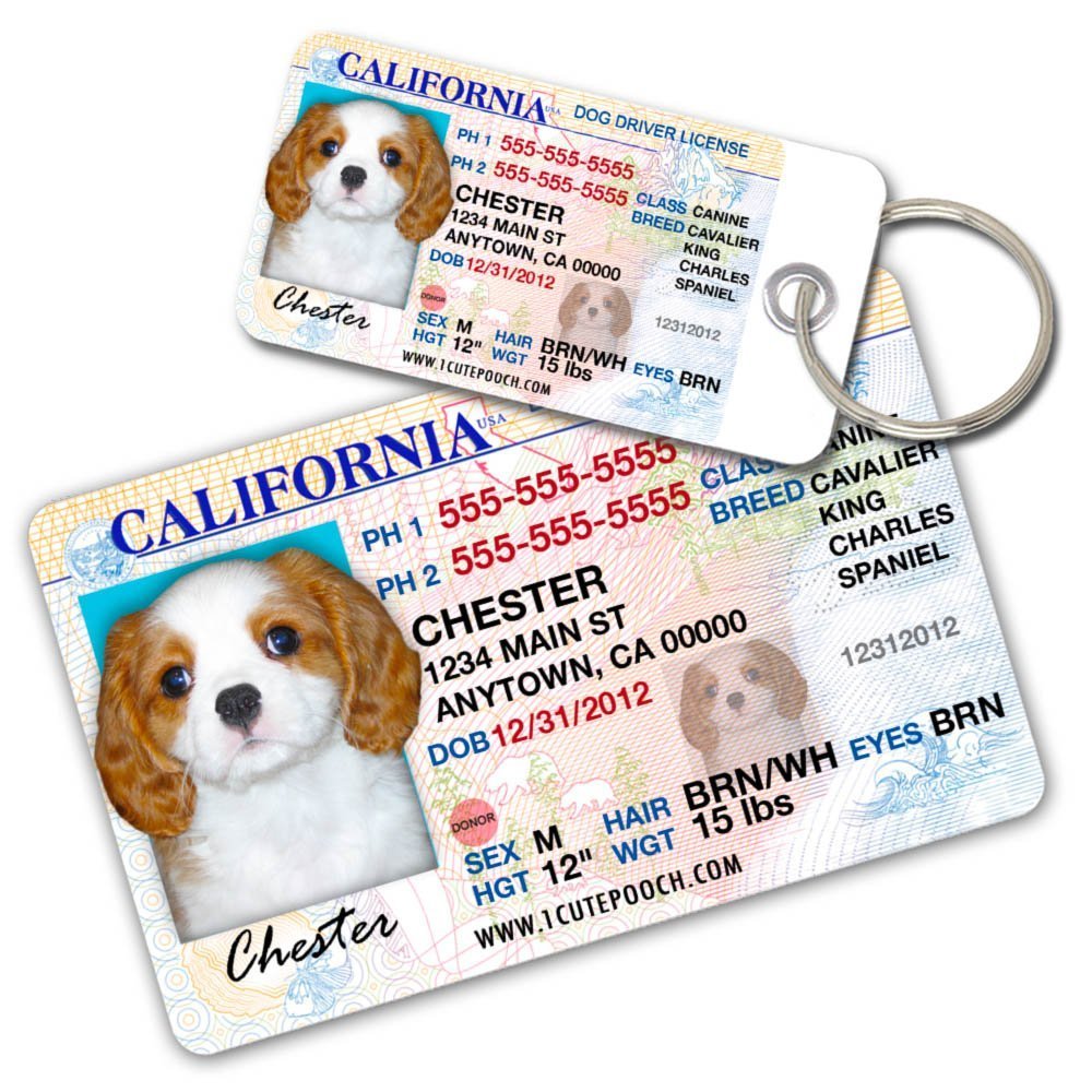 Do You Have To Register A Dog In California