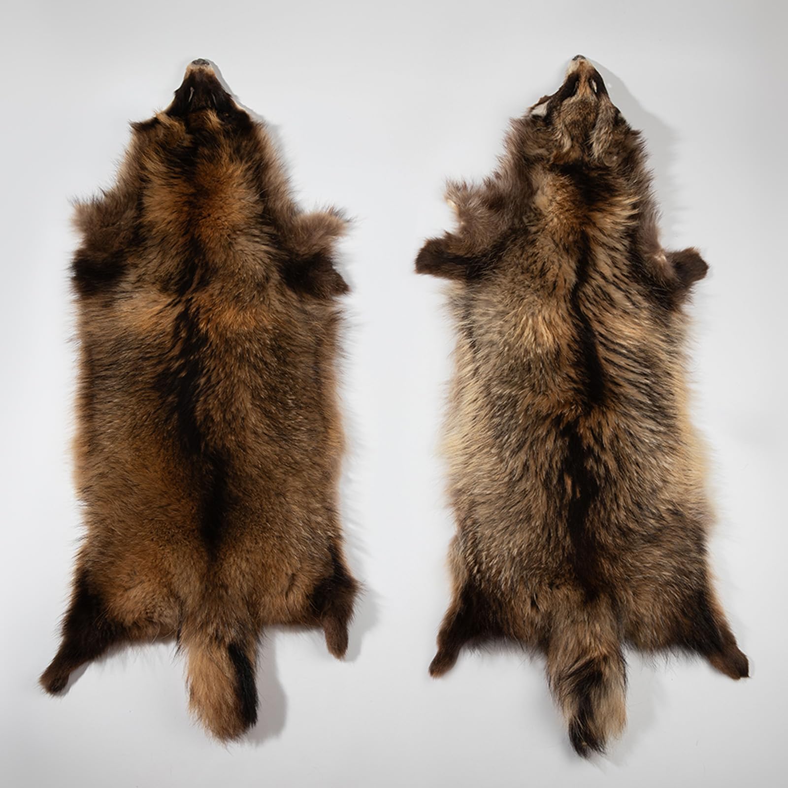 Amazon.com: Genuine Natural Tanned Raccoon Hides Fur Pelts Graded 1 ...